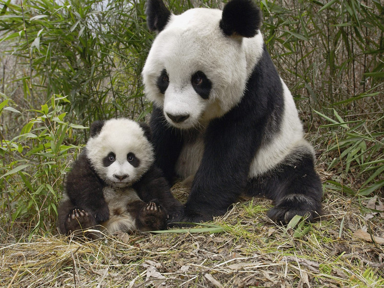 Panda Reproduction - Facts about Panda Births