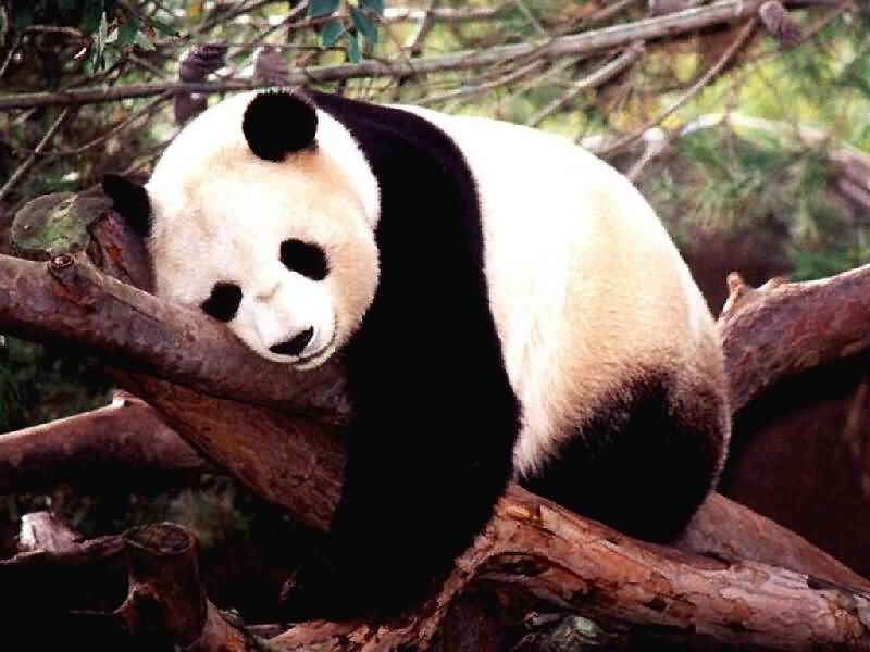 Panda Characteristics - Facts about the Traits of Pandas